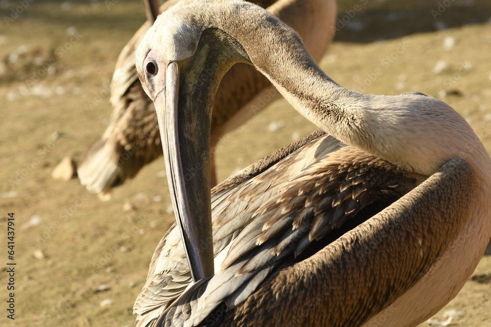 Animals - traditionally (since Aristotle) distinguished category of ...