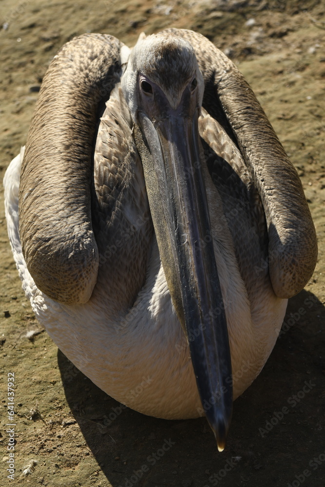 Animals - traditionally (since Aristotle) distinguished category of ...