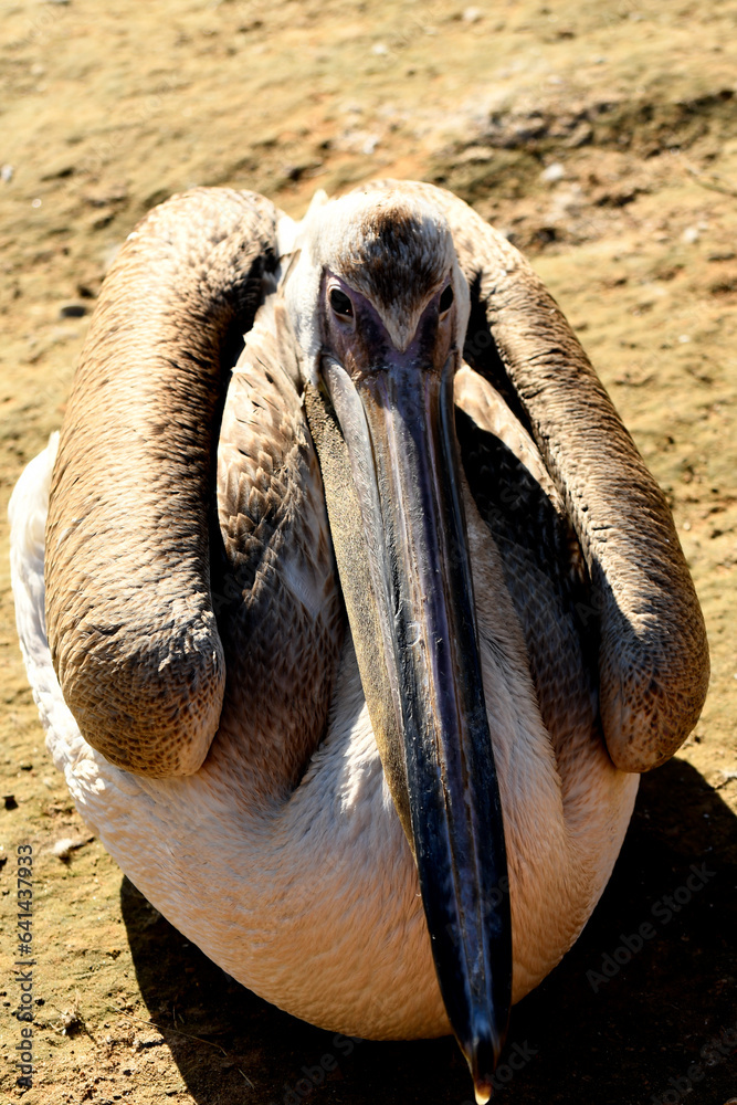 Animals - traditionally (since Aristotle) distinguished category of ...