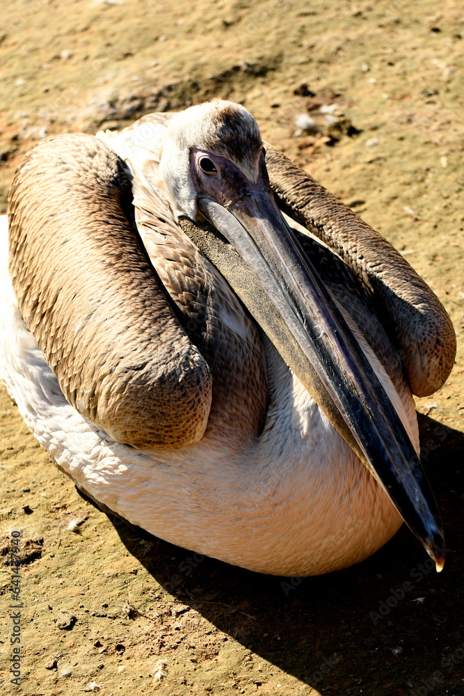 Animals - traditionally (since Aristotle) distinguished category of ...