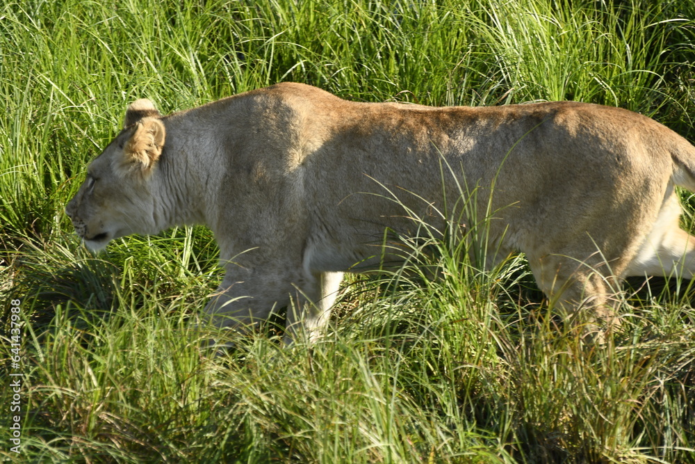 Animals - traditionally (since Aristotle) distinguished category of ...