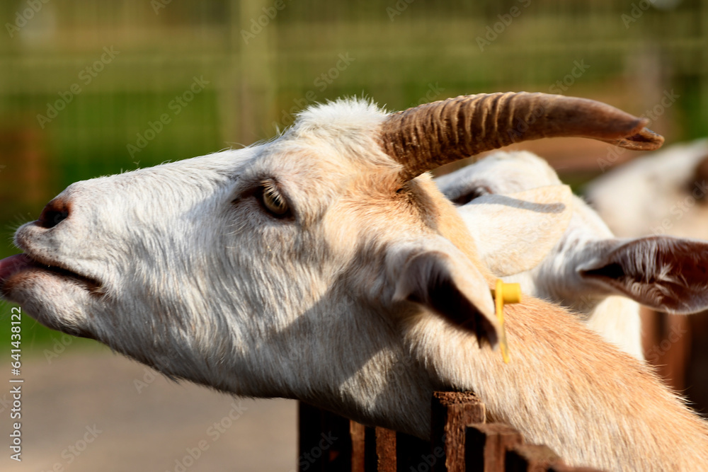 Animals - traditionally (since Aristotle) distinguished category of ...