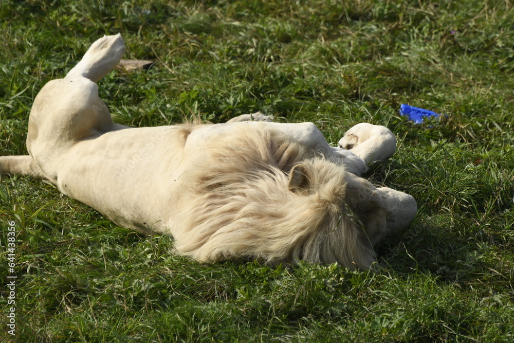 Animals - traditionally (since Aristotle) distinguished category of ...