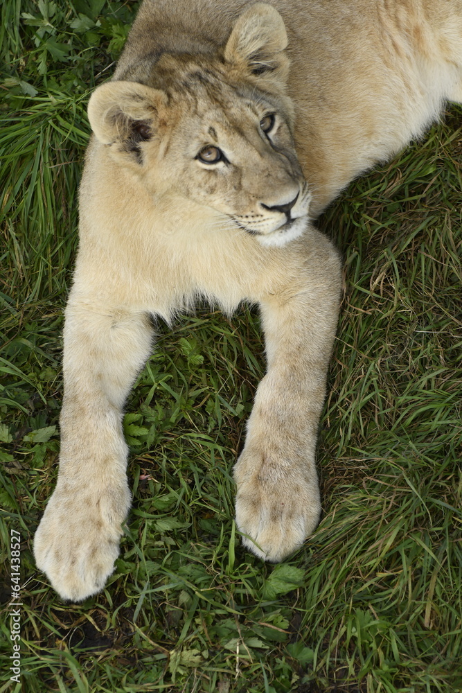 Animals - traditionally (since Aristotle) distinguished category of ...