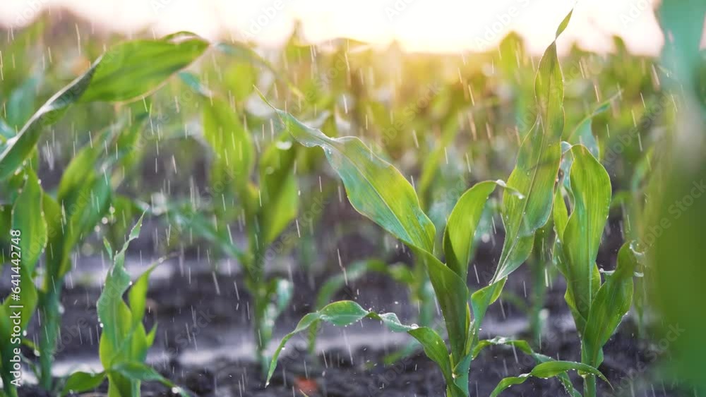 Agriculture. Corn field in water. Watering green plantation. Irrigation ...