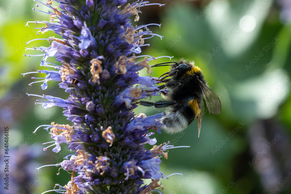 Honey bee insect pollinates purple flowers of agastache foeniculum ...