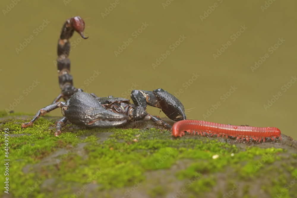An Asian forest scorpion is ready to eat a millipede. This stinging ...