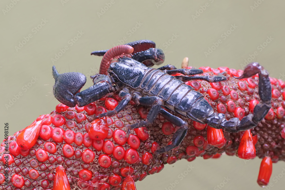 An Asian forest scorpion is ready to eat a millipede. This stinging ...