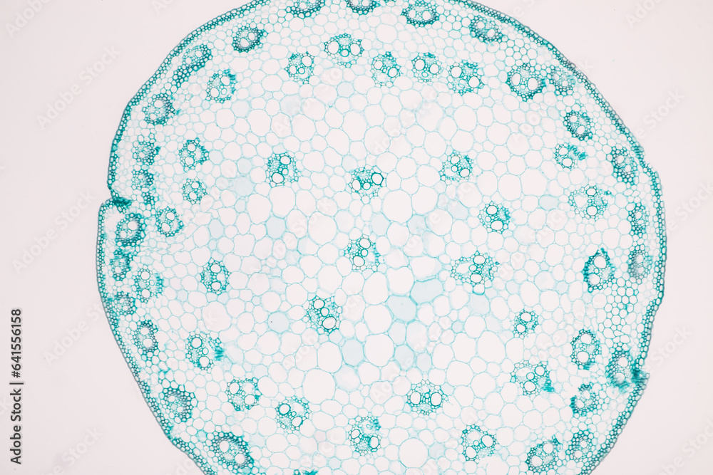 The study of plant tissues under the microscope in the laboratory ...