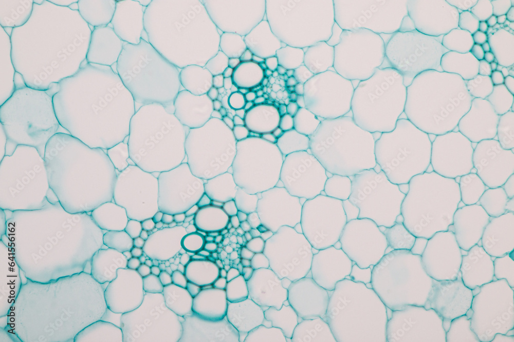 The study of plant tissues under the microscope in the laboratory ...