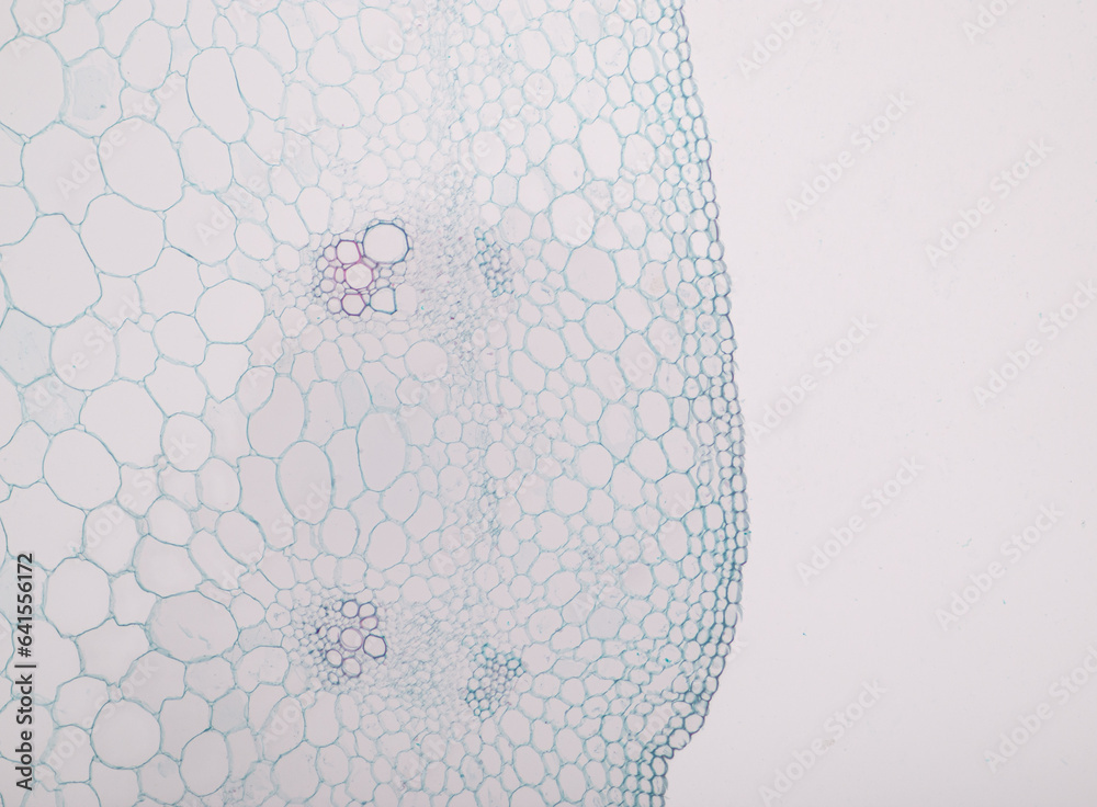 The study of plant tissues under the microscope in the laboratory ...