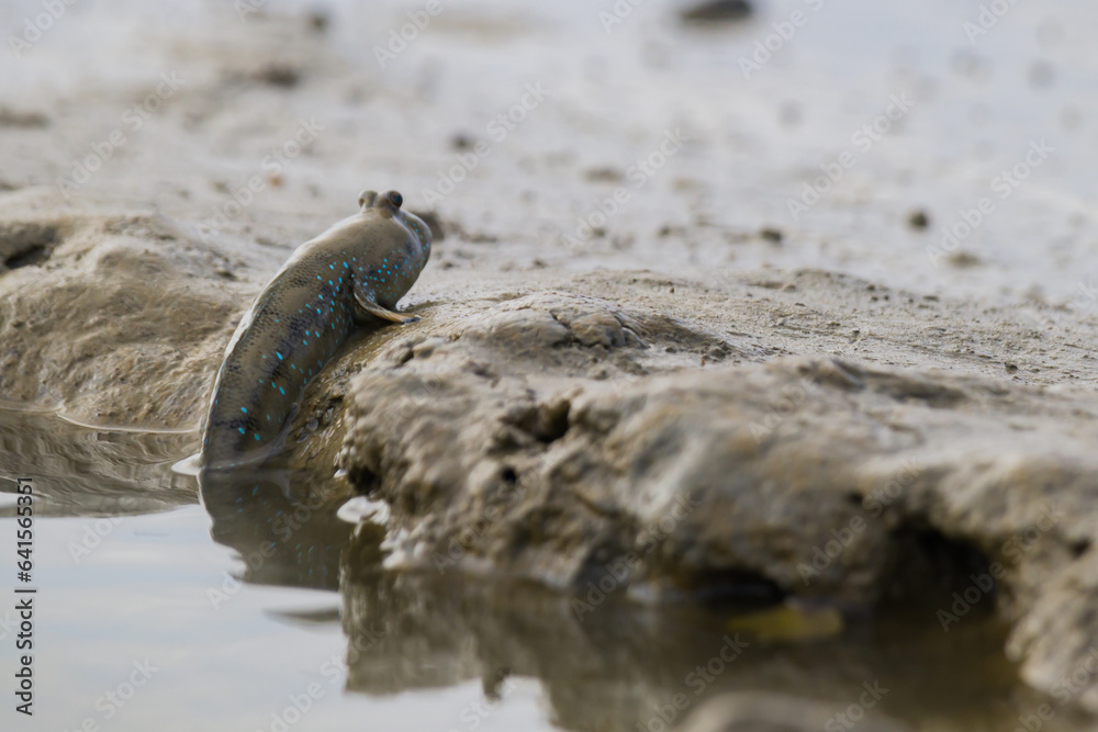 Mudskipper crawling out of water on mud flats searching food. This ...
