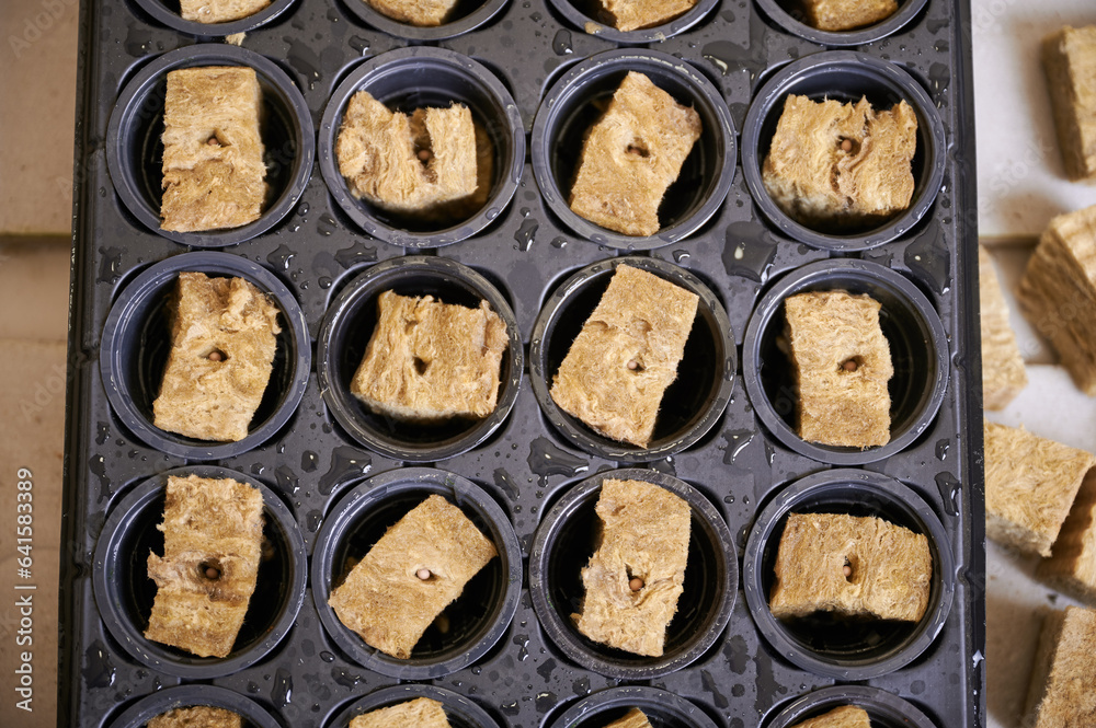 Top view of plastic modular seed tray with soil sponge plugs for ...