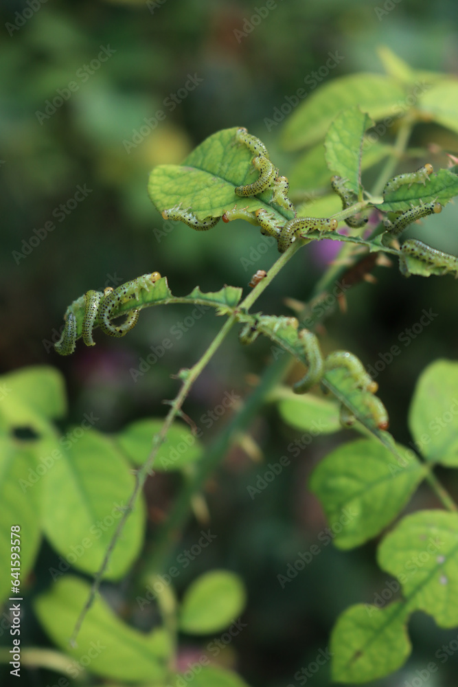 Arge pagana is a sawfly in the family Argidae. Many Arge pagana or ...