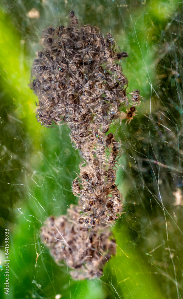 Lots of young spiders Stock Photo | Adobe Stock