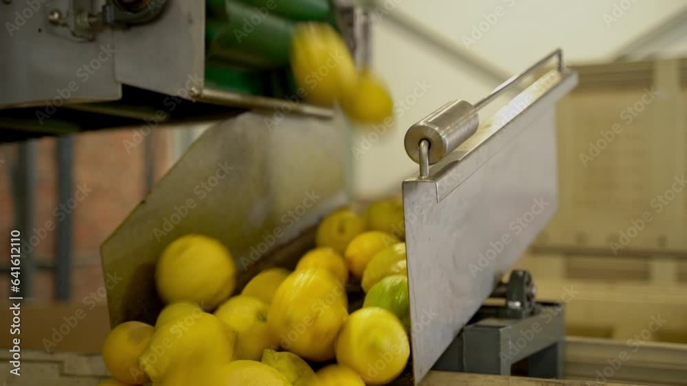Vidéo Stock Lemons flowing from machines, ready for packaging. Captures ...