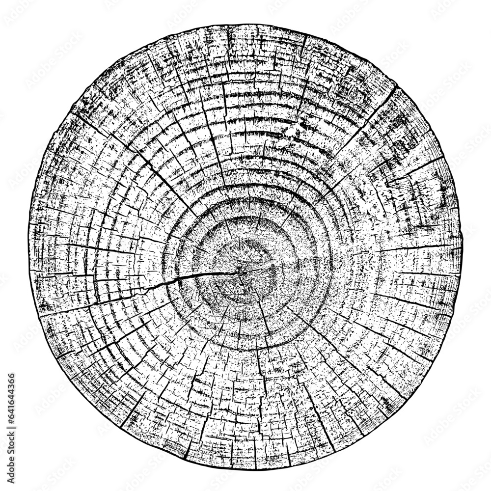 Wood texture cross section of tree rings. Cut slice of wooden stump ...