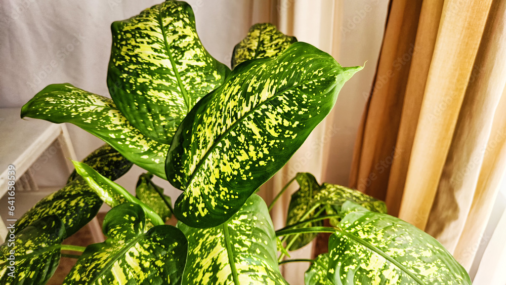 Dieffenbachia plant in a pot by the window with curtains. Interior in ...