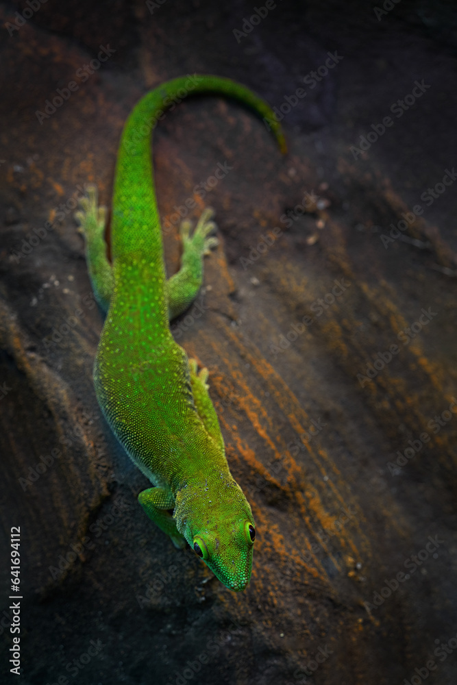 Koch's giant day gecko, Phelsuma madagascariensis kochi, green endemic ...