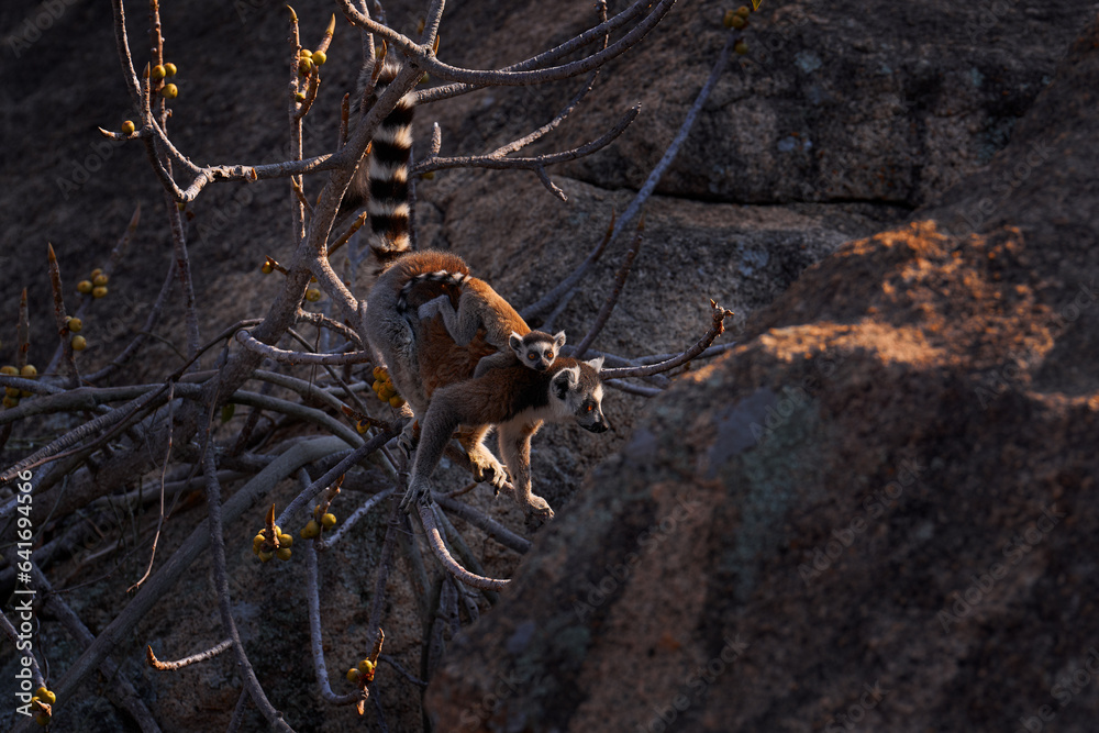 Madagascar wildlife. Monkey family, young cub. Madagascar wildlife ...