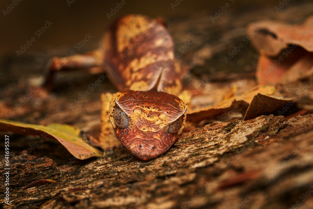Satanic leaf-tailed gecko, Uroplatus phantasticus, lizard from ...