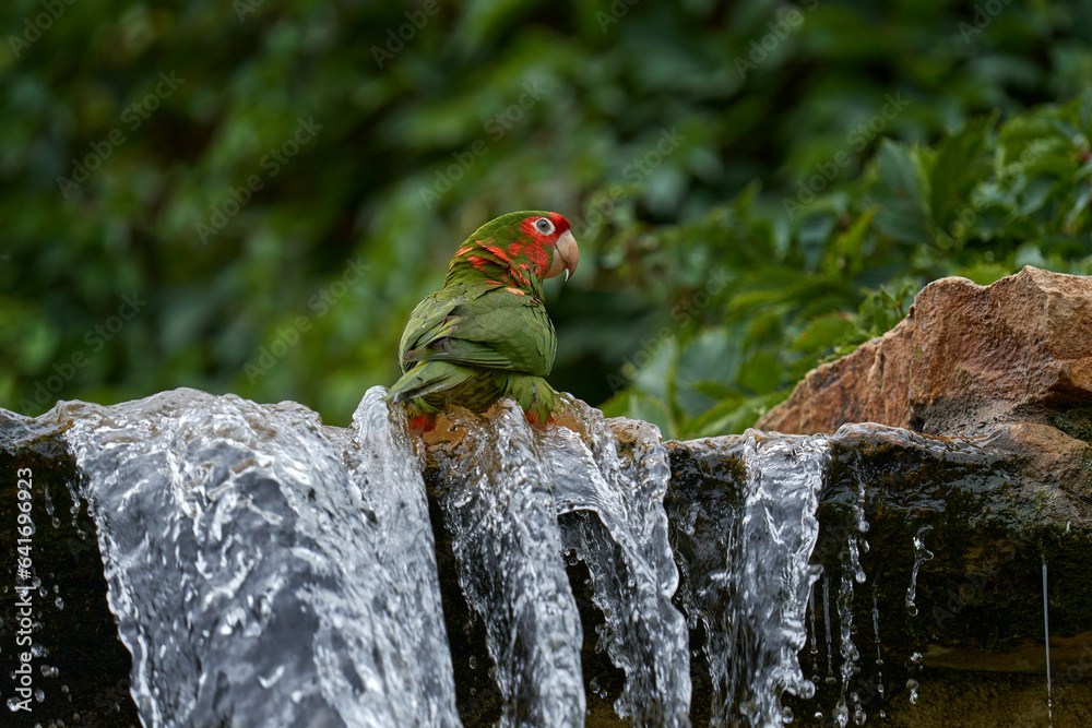 Mitred parakeet, Psittacara mitratus, red green parrot in the water ...