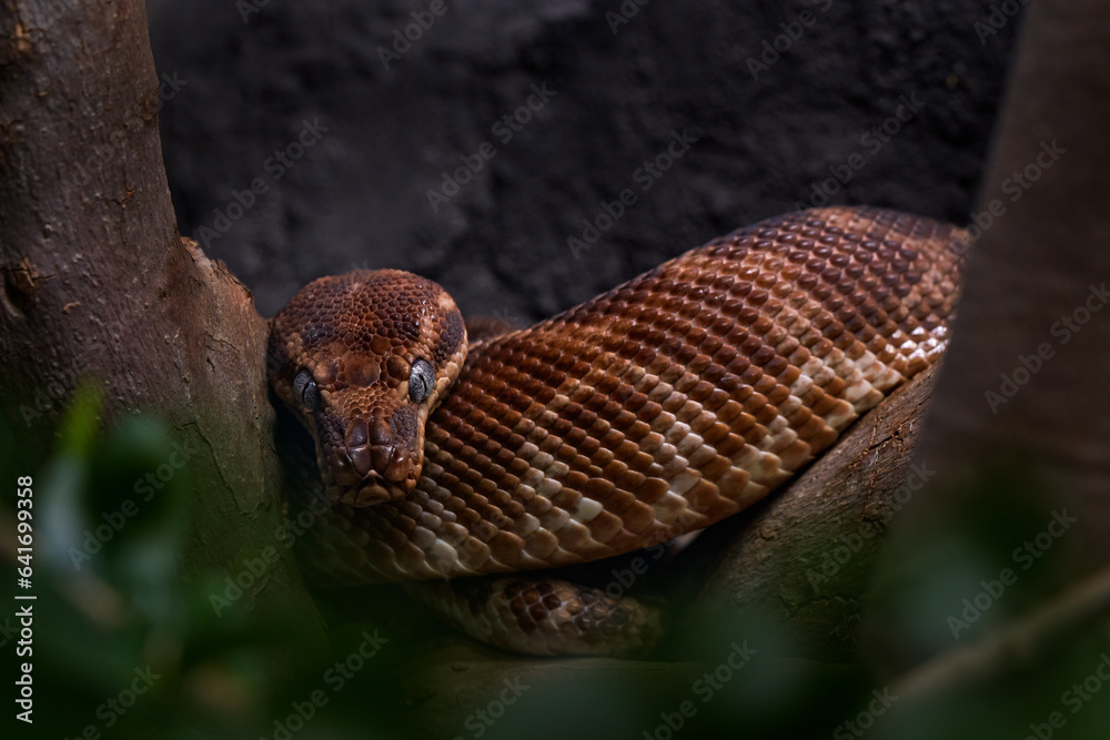 Rough-scaled python, Morelia carinata, large-scaled snake, species ...
