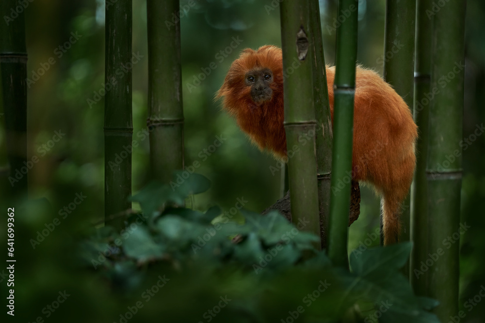 Golden-headed lion tamarin, Leontopithecus chrysomelas, Bahía in Brazil ...