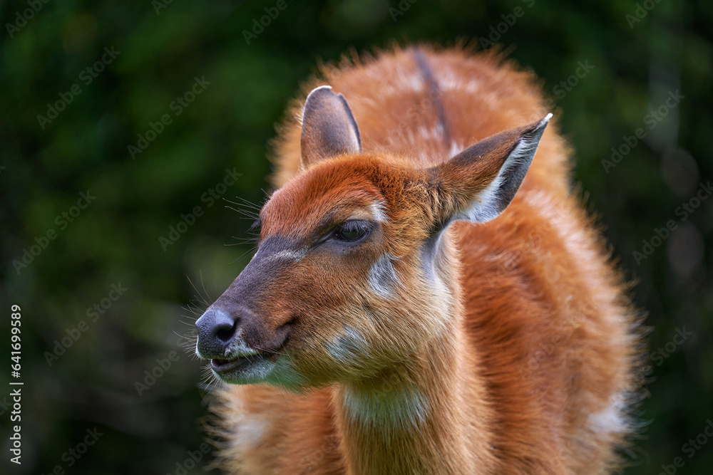 West African Sitatunga, Tragelaphus spekii gratus, Lekoko in Gabon ...