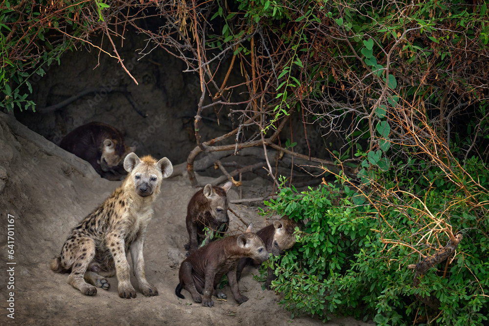 Animal babe nature, Okavango, Botswana. Young hyena pup, evening sunset ...