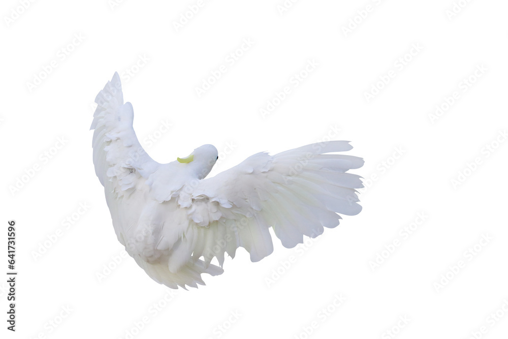 Beautiful of White cockatoo flying isolated on transparent background ...