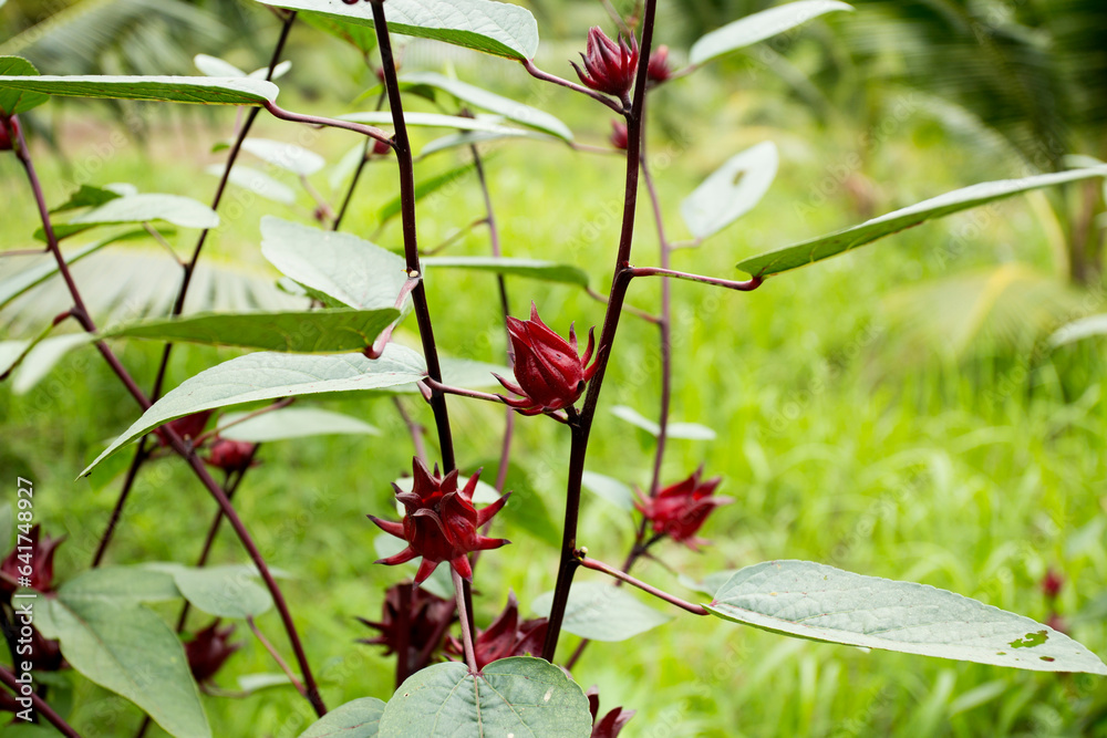Hibiscus sabdariffa is a hibiscus from the Malvaceae family, native to ...