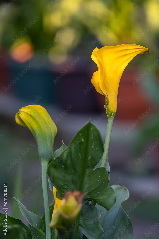 Zantedeschia elliottiana, golden arum, golden calla lily, yellow calla ...