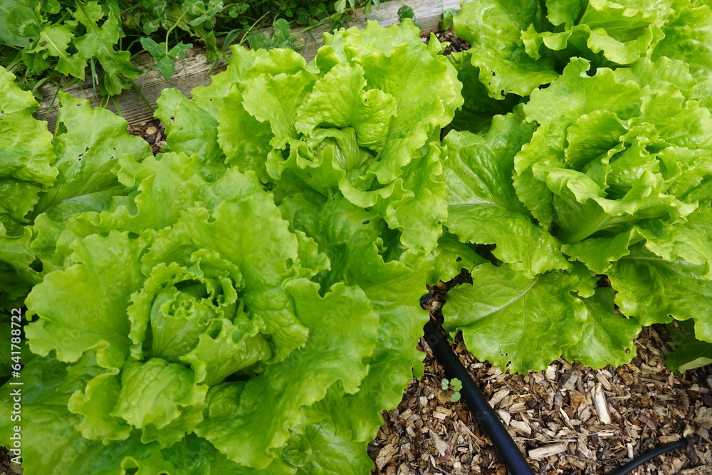 growing lettuce in the backyard garden. Lettuce varieties in the ground ...