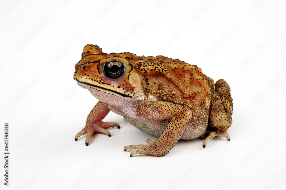 Schwarznarbenkröte // Asian common toad (Duttaphrynus melanostictus ...