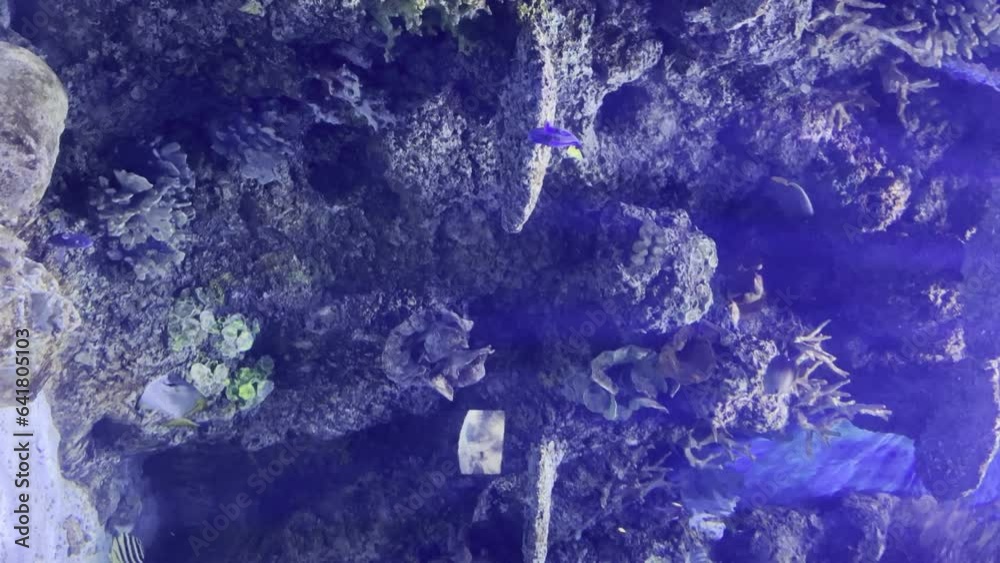 malta aquarium blue tang fish habitat Stock Video | Adobe Stock