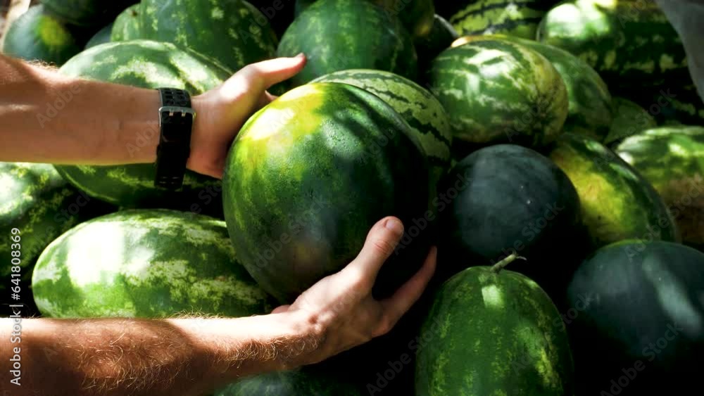 Unrecognizable men's hands take and try the watermelon for ripeness ...