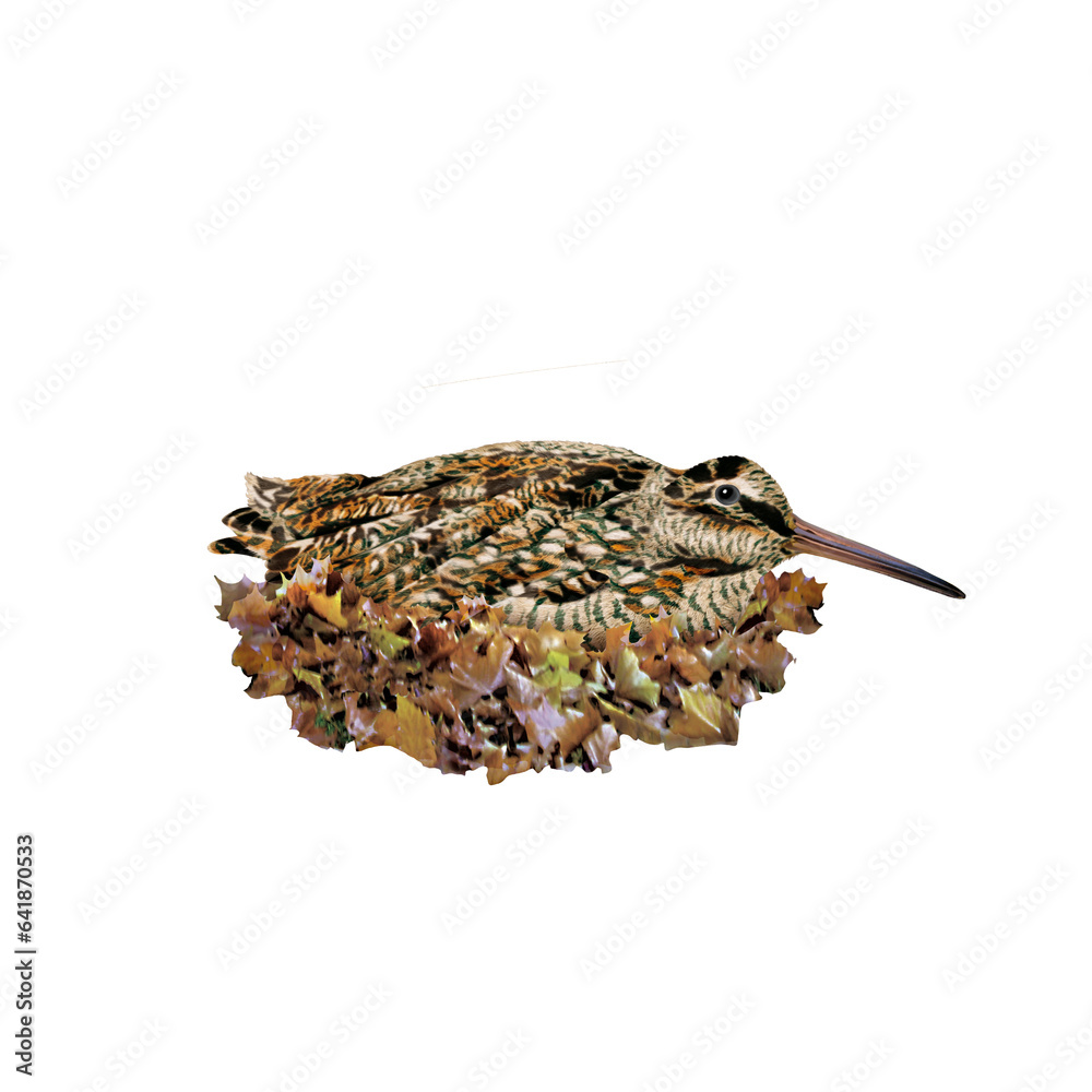 bécasse, volant, vol, nature, ciel, faune, gibier, animal, mouche ...