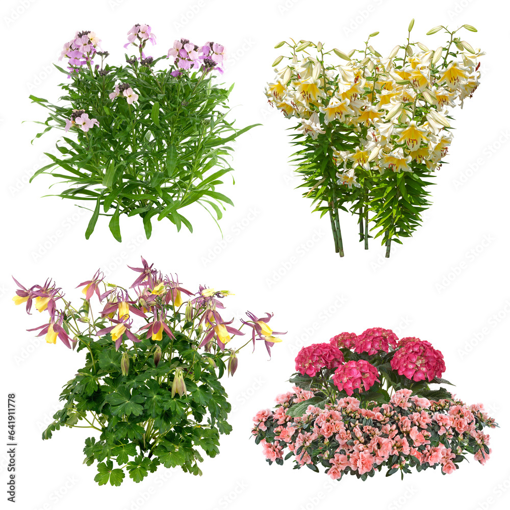 Set of flowers isolated on transparent background. Cutout plants for ...