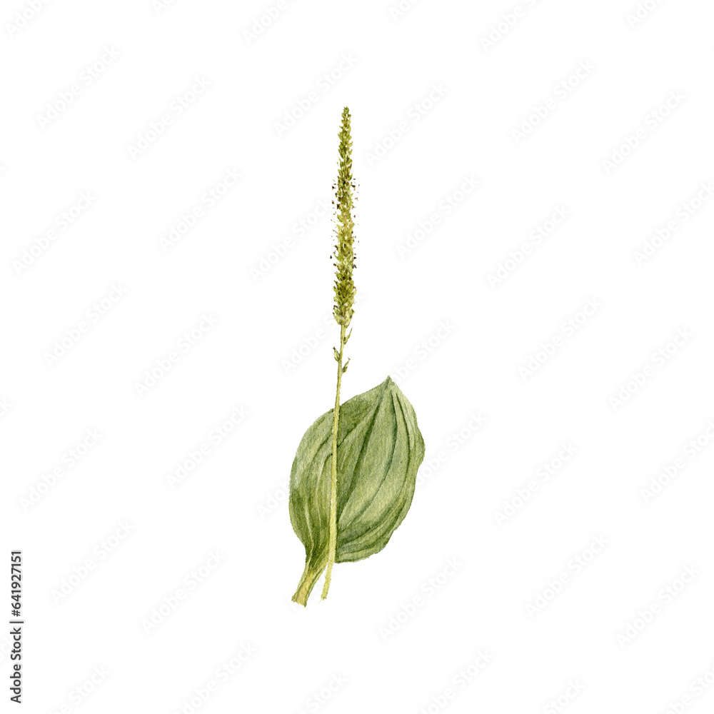 watercolor drawing plant of broadleaf plantain with leaves and flowers ...