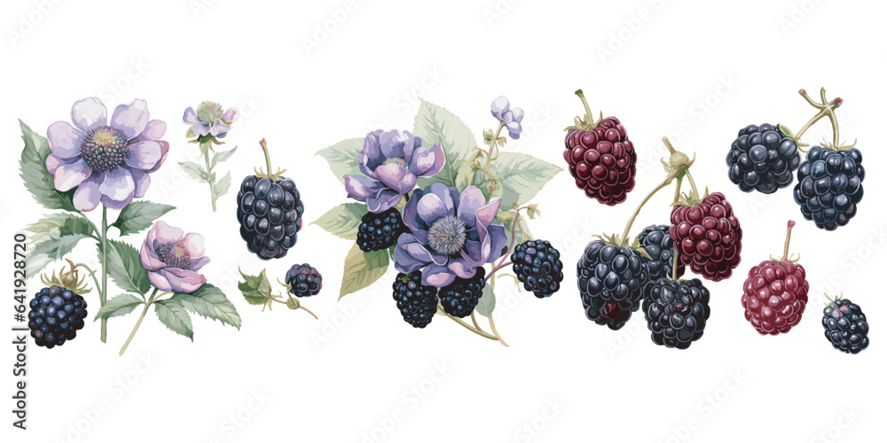 watercolor blackberry clipart for graphic resources Stock Vector ...