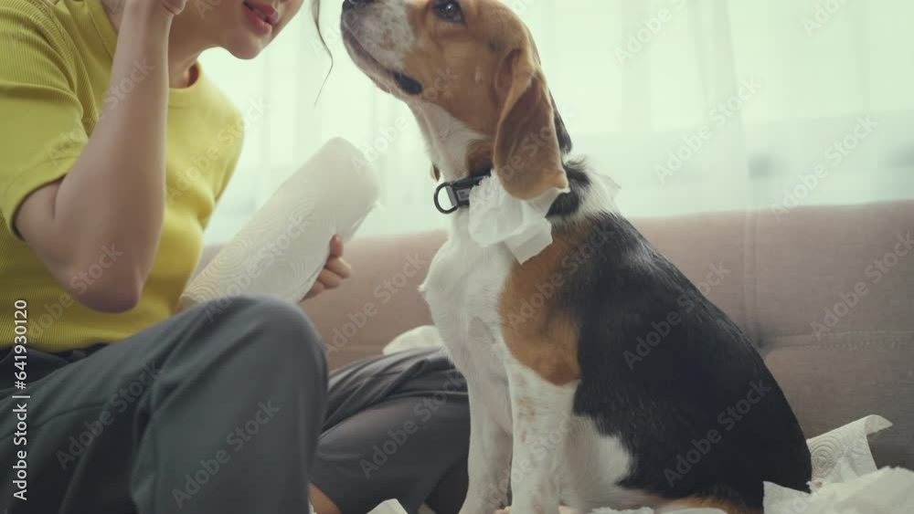Angry woman wagging a finger and scolding her pug dog, punish a dog ...