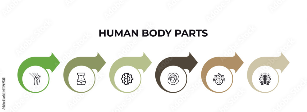 kneecap, female hips and waist, brain upper view, tonsil, brain body ...
