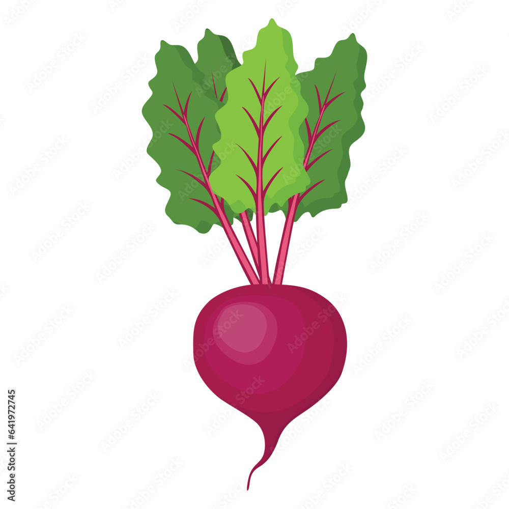 Vector illustration single and set of beetroot in cartoon flat style ...