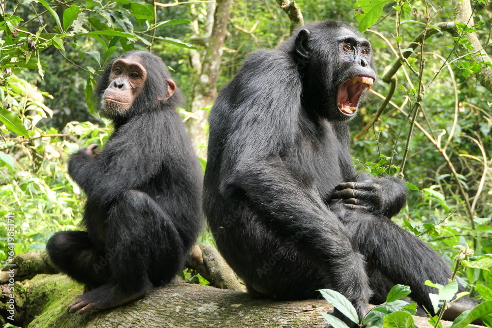 Zwei wildlebende Schimpansen im Dschungel von Kibale, Uganda Stock ... Zwei wildlebende Schimpansen im Dschungel von Kibale, Uganda Stock ...