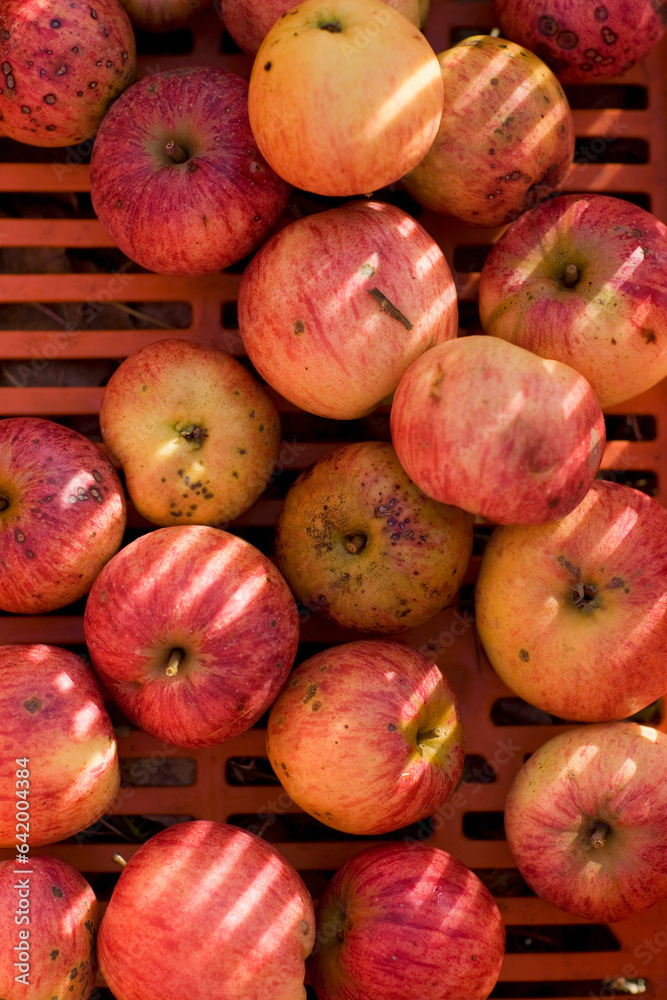 Extreme close up of red apples laid out on a crate Stock Photo | Adobe ...