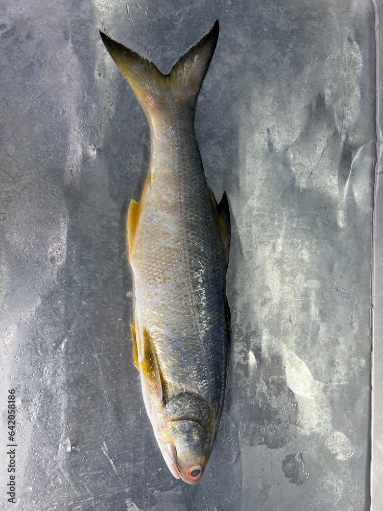 fresh raw cold seafood Indian threadfin whole fish ikan head, fillet ...