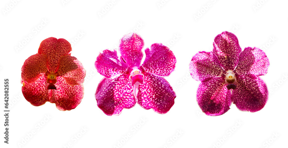 Inflorescence yellowish, pink, orange. Vanda and Ascocenda orchid bunch ...
