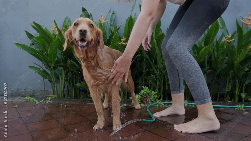 Caring for a golden retriever dog. Washing the dog in the yard and ...