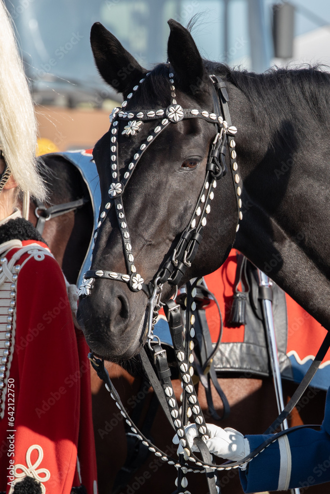The beautiful Danish Guard Hussars Regiment Stock Photo | Adobe Stock